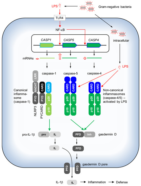 Biomolecules | Free Full-Text | Caspase-5: Structure, Pro-Inflammatory ...