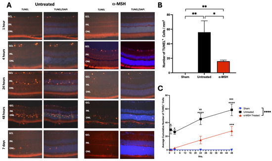Alpha-Melanocyte-Stimulating Hormone Maintains Retinal Homeostasis ...