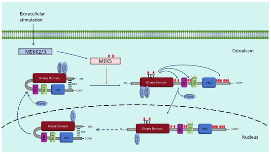 Bone and Extracellular Signal-Related Kinase 5 (ERK5)