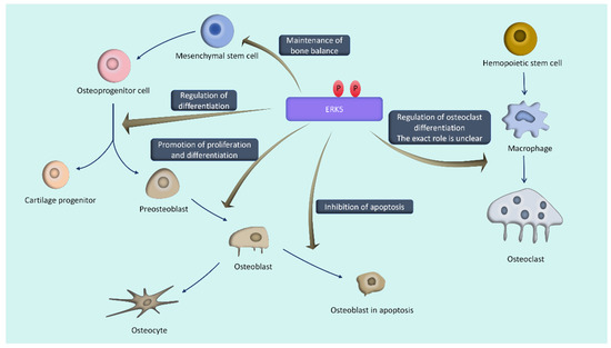 Bone and Extracellular Signal-Related Kinase 5 (ERK5)