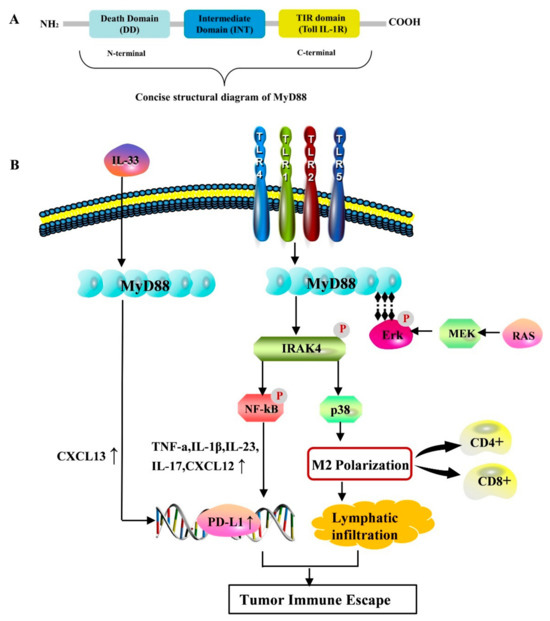MyD88 and Its Inhibitors in Cancer: Prospects and Challenges