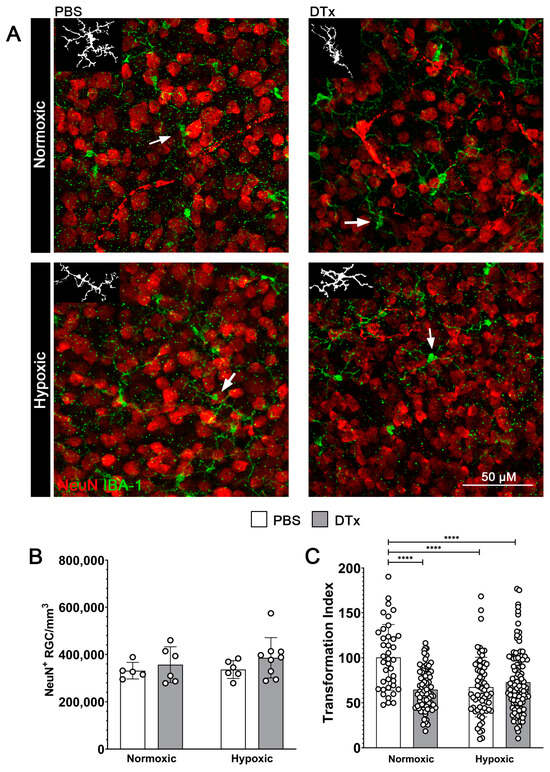 Astrogliosis in the GFAP-CreERT2:Rosa26iDTR Mouse Model Does Not ...