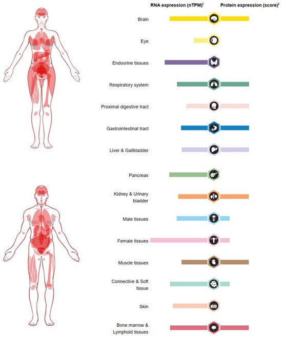 The Emerging Role of Ubiquitin-Specific Protease 36 (USP36) in Cancer ...
