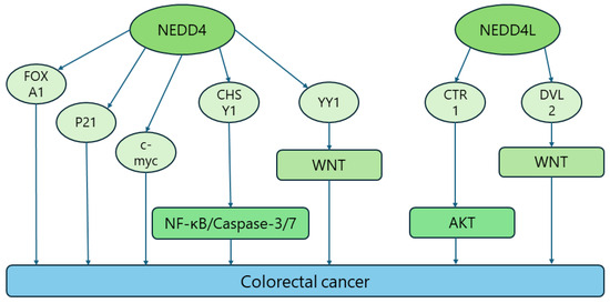 NEDD4 and NEDD4L: Ubiquitin Ligases Closely Related to Digestive Diseases