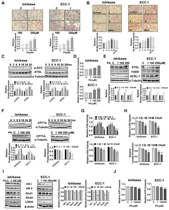 Palmitic Acid Exerts Anti-Tumorigenic Activities by Modulating Cellular ...