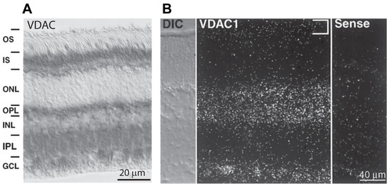 Biomolecules | Free Full-Text | VDAC in Retinal Health and Disease