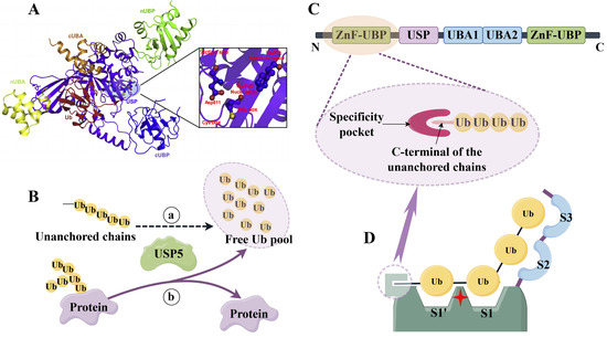 Unraveling the Immune Regulatory Functions of USP5: Implications for ...