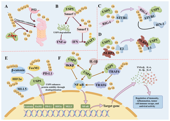 Unraveling the Immune Regulatory Functions of USP5: Implications for ...