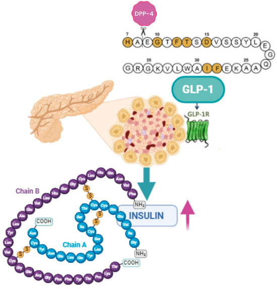 Implications of GLP-1 Receptor Agonist on Thyroid Function: A ...