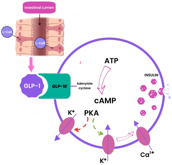 Biomolecules | Free Full-Text | Implications of GLP-1 Receptor Agonist ...