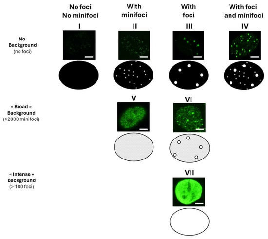 When Chromatin Decondensation Affects Nuclear γH2AX Foci Pattern and ...