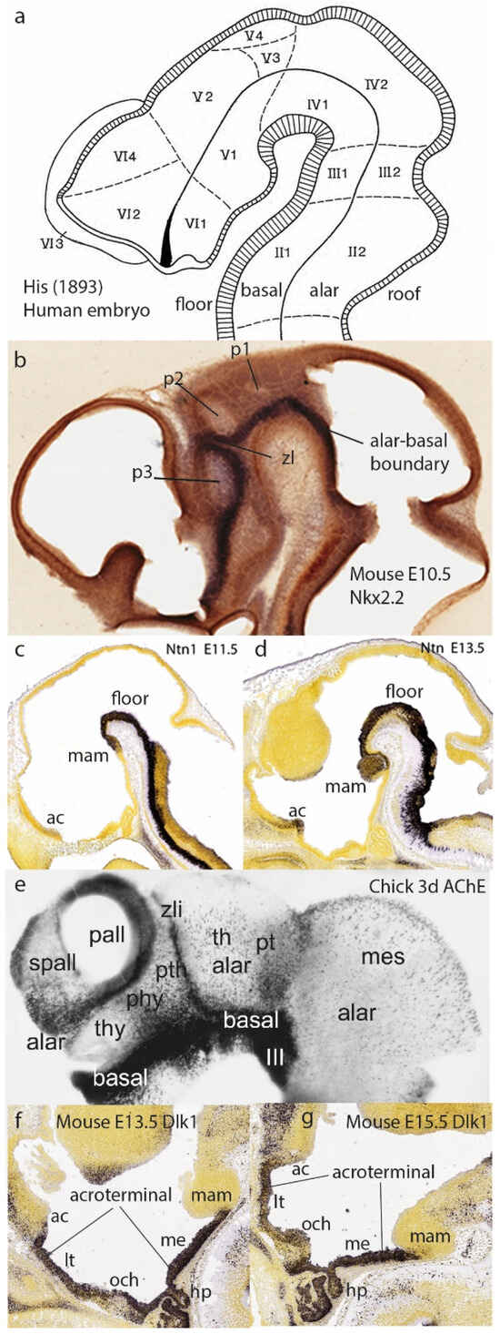 Biomolecules | Free Full-Text | Can We Explain Thousands of Molecularly ...