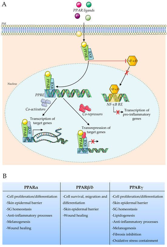 New Insights into the Role of PPARγ in Skin Physiopathology
