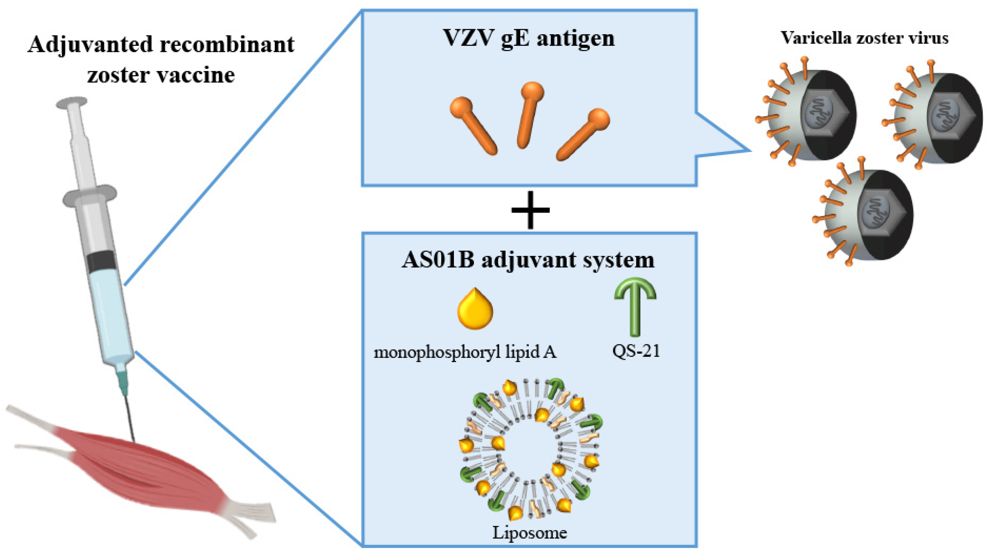 Exploring the Link between Varicella-Zoster Virus, Autoimmune Diseases, and the Role of ...