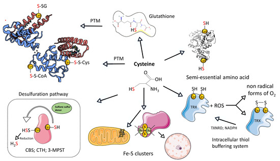 Bridging the Gap in Cancer Research: Sulfur Metabolism of Leukemic ...