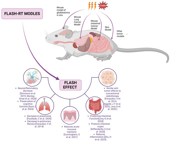 FLASH Radiotherapy: Mechanisms of Biological Effects and the ...