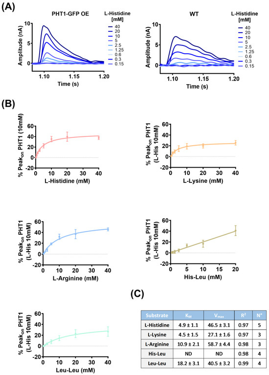 Functional Characterization of the Lysosomal Peptide/Histidine ...