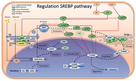 Identification of Potential New Genes Related to the SREBP Pathway in ...