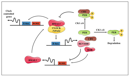 Importance of Circadian Rhythms in the Ocular Surface