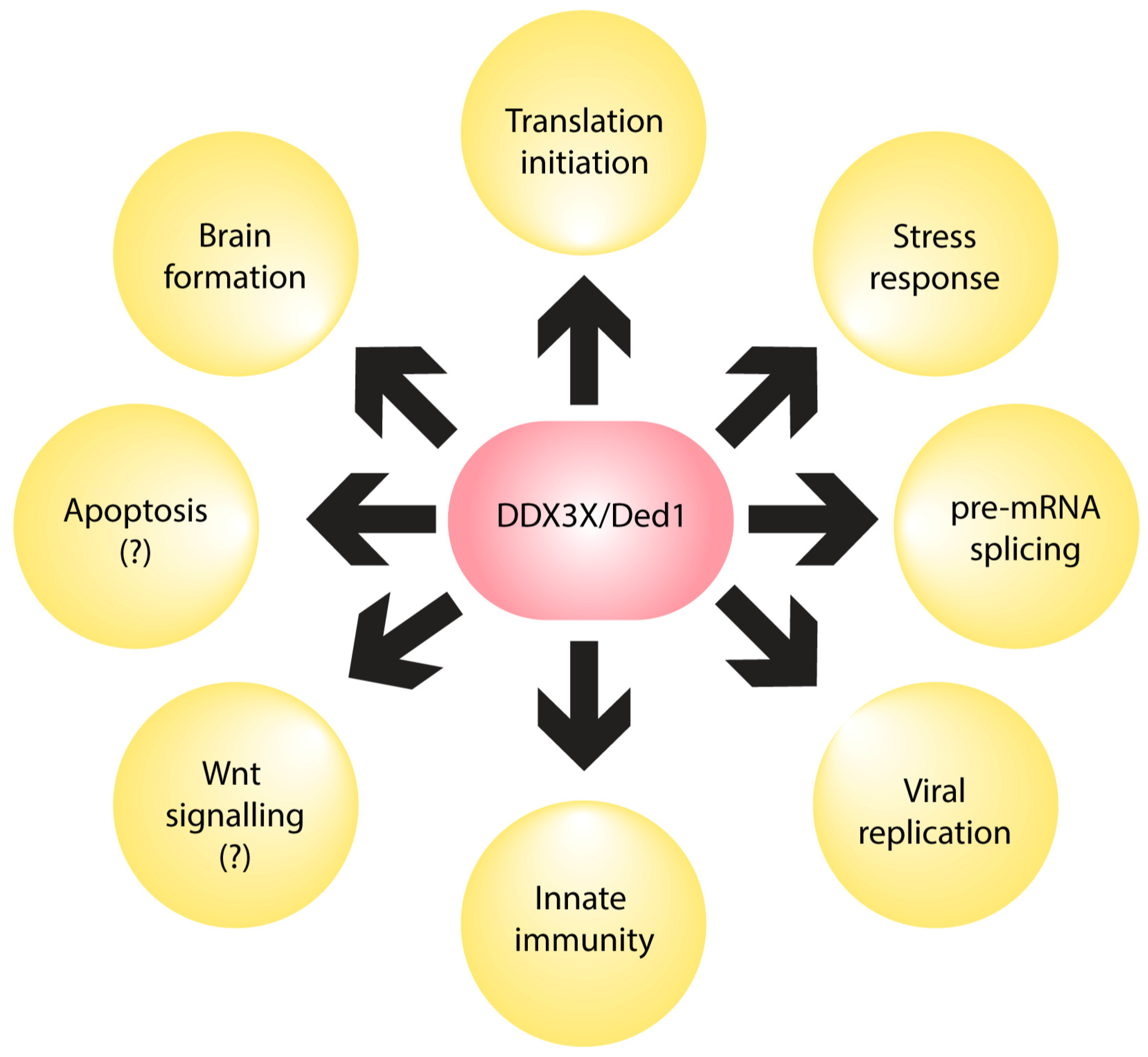 Biomolecules | Free Full-Text | The Role of the RNA Helicase DDX3X in Medulloblastoma Progression