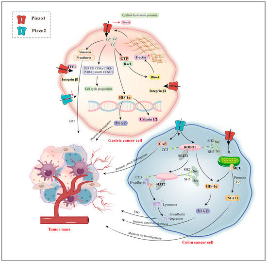 Forces Bless You: Mechanosensitive Piezo Channels in Gastrointestinal ...