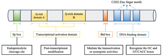 Role of Specificity Protein 1 (SP1) in Cardiovascular Diseases ...