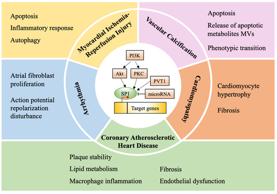 Role of Specificity Protein 1 (SP1) in Cardiovascular Diseases ...