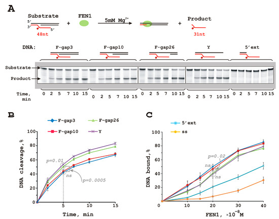 Biomolecules | Free Full-Text | Does the XPA–FEN1 Interaction Concern ...