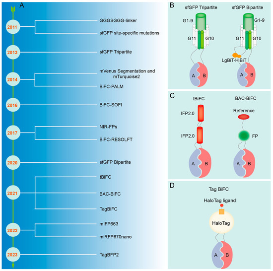 Comprehensive Review on Bimolecular Fluorescence Complementation and ...