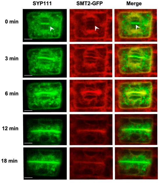 Characterization of Subcellular Dynamics of Sterol Methyltransferases ...