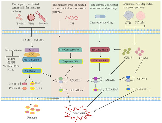 The Role and Therapeutic Potential of Pyroptosis in Colorectal Cancer ...