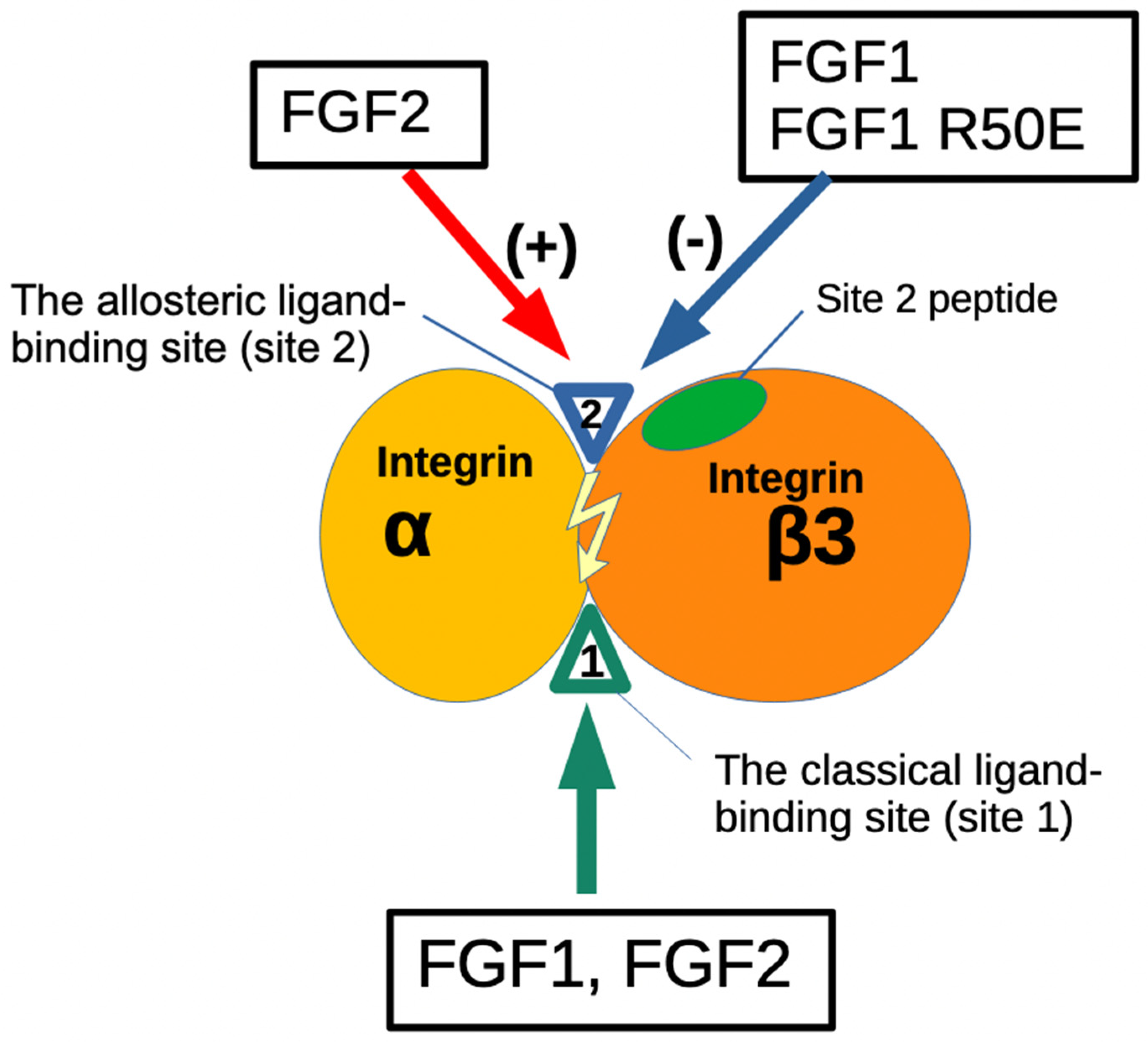 Biomolecules | Free Full-Text | FGF1 Suppresses Allosteric Activation of β3 Integrins by FGF2: A ...