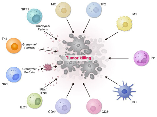 Perforin 1 in Cancer: Mechanisms, Therapy, and Outlook