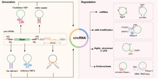 Circular RNA in Cardiovascular Diseases: Biogenesis, Function and ...