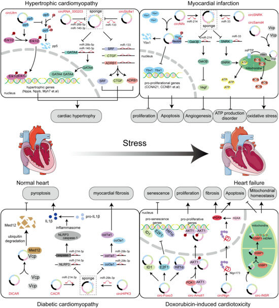 Biomolecules | Free Full-Text | Circular RNA in Cardiovascular Diseases: Biogenesis, Function ...