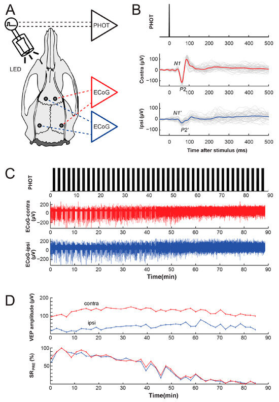 Burst-Suppression EEG Reactivity to Photic Stimulation—A Translational ...