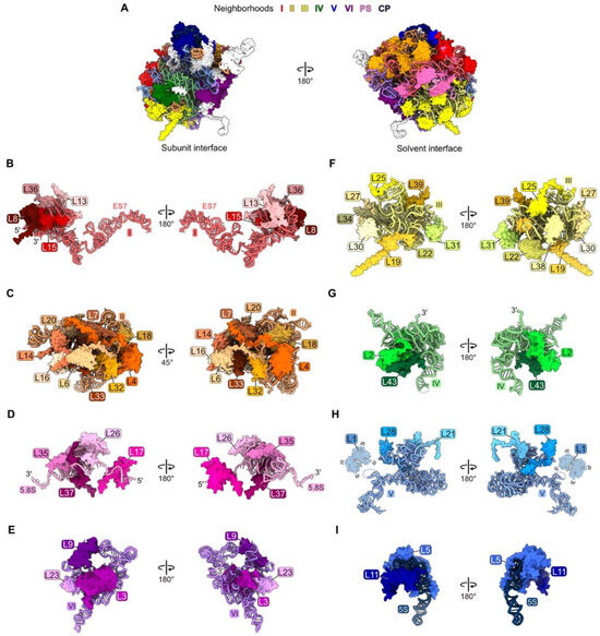 Putting It All Together: The Roles of Ribosomal Proteins in Nucleolar ...