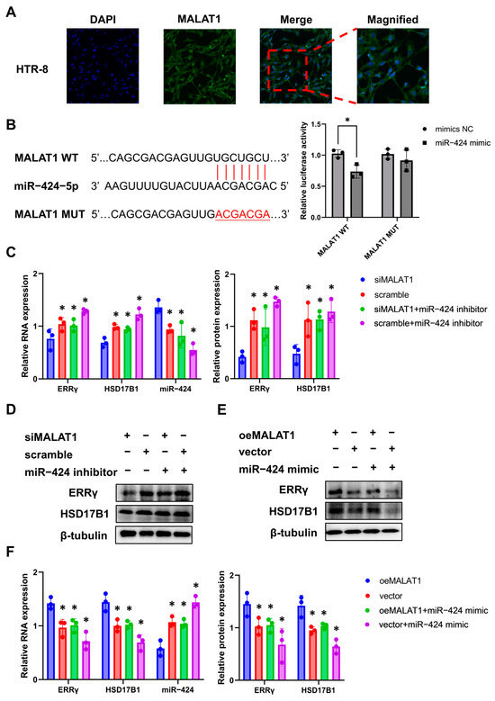 The Role of MALAT1 in Regulating the Proangiogenic Functions, Invasion ...