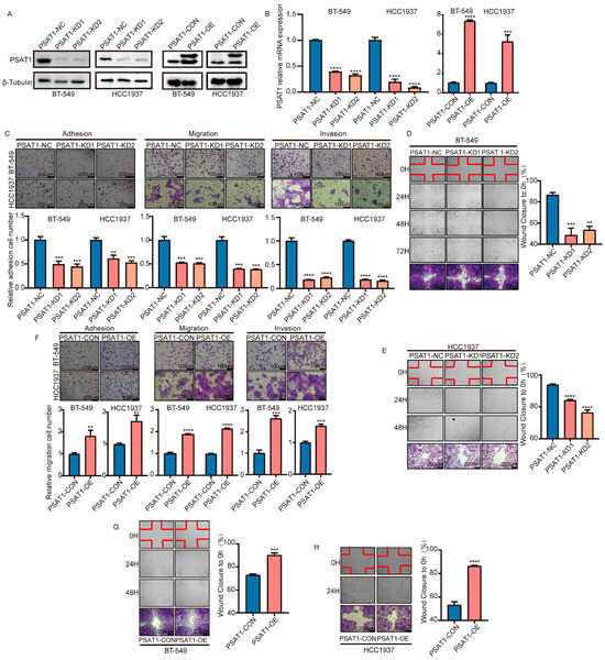 PSAT1 Promotes Metastasis via p-AKT/SP1/ITGA2 Axis in Estrogen Receptor ...