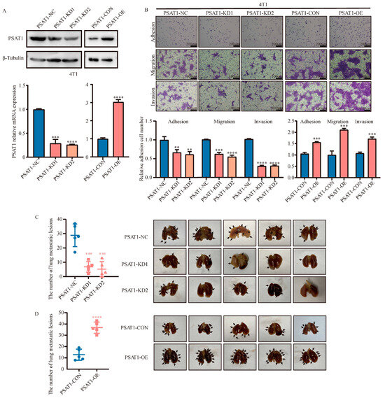 PSAT1 Promotes Metastasis via p-AKT/SP1/ITGA2 Axis in Estrogen Receptor ...