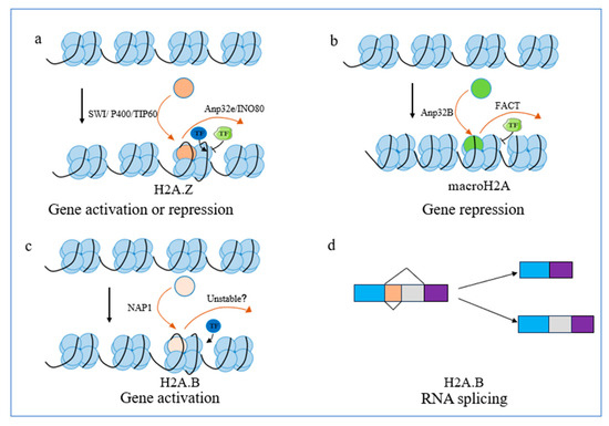 Biomolecules | Free Full-Text | The Function of H2A Histone Variants ...
