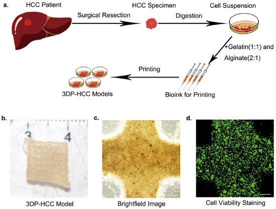 The Prospect of Hepatic Decellularized Extracellular Matrix as a Bioink for Liver 3D Bioprinting