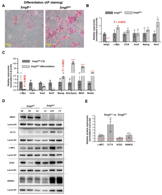 RNA Surveillance Factor SMG5 Is Essential for Mouse Embryonic Stem Cell ...