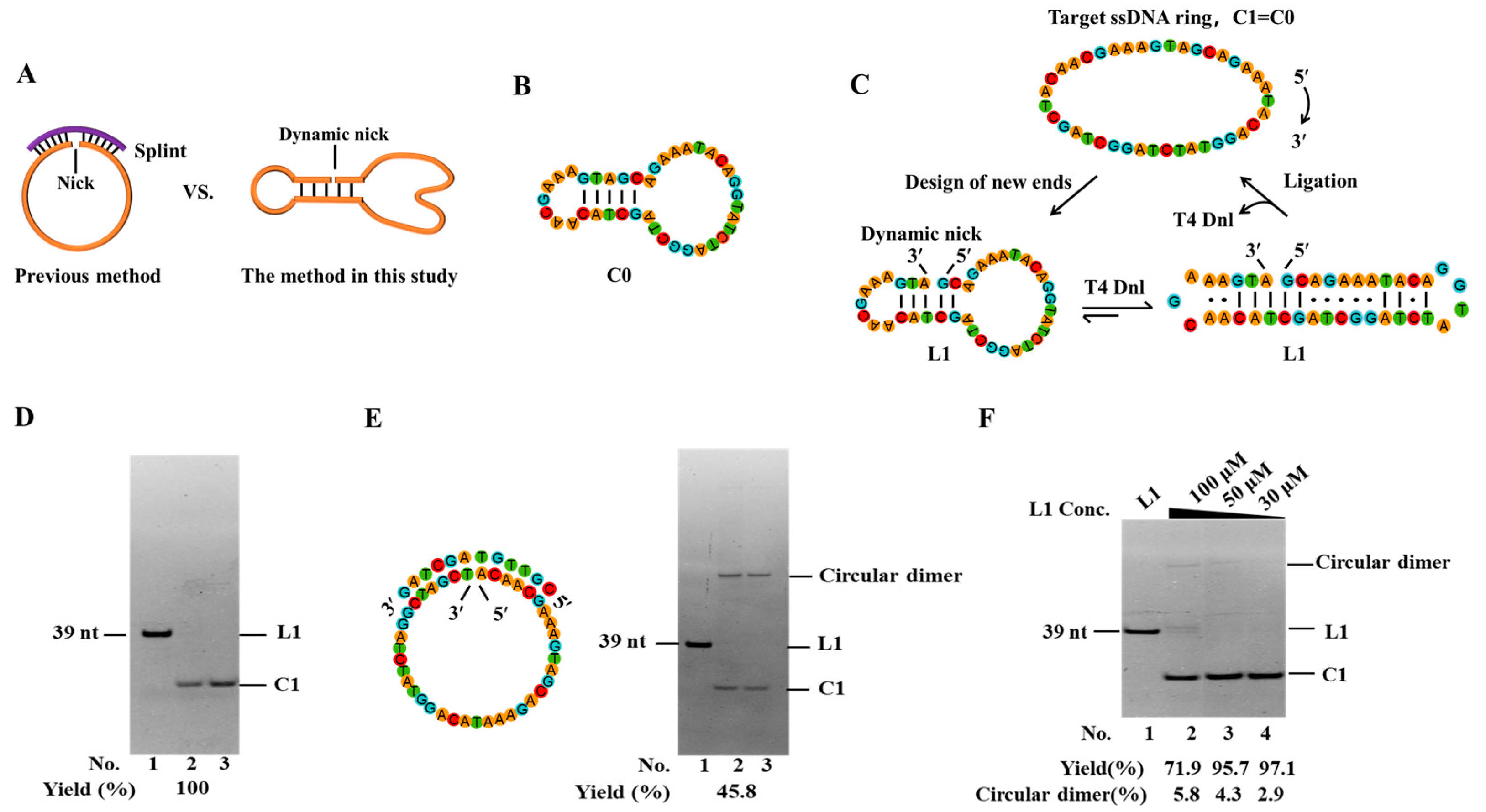 Facile Splint-Free Circularization of ssDNA with T4 DNA Ligase by Redesigning the Linear ...