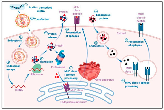 Enhancing Vaccine Efficacy and Stability: A Review of the Utilization ...