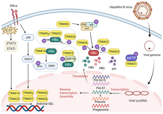 The Role of Tripartite Motif Family Proteins in Chronic Liver Diseases ...