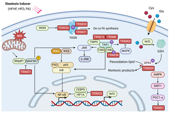 The Role of Tripartite Motif Family Proteins in Chronic Liver Diseases ...