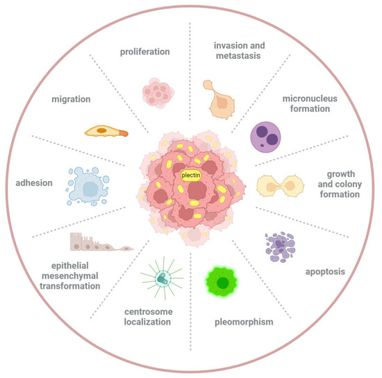 Plectin: Dual Participation in Tumor Progression