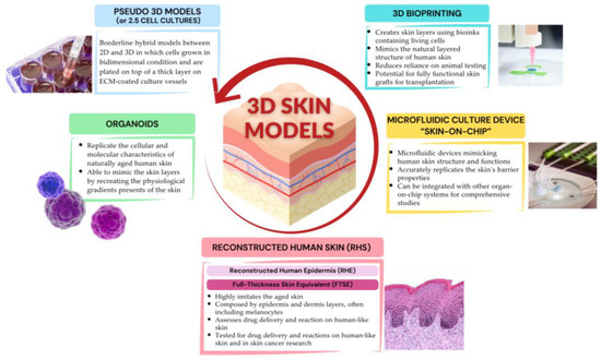 3D Models Currently Proposed to Investigate Human Skin Aging and ...