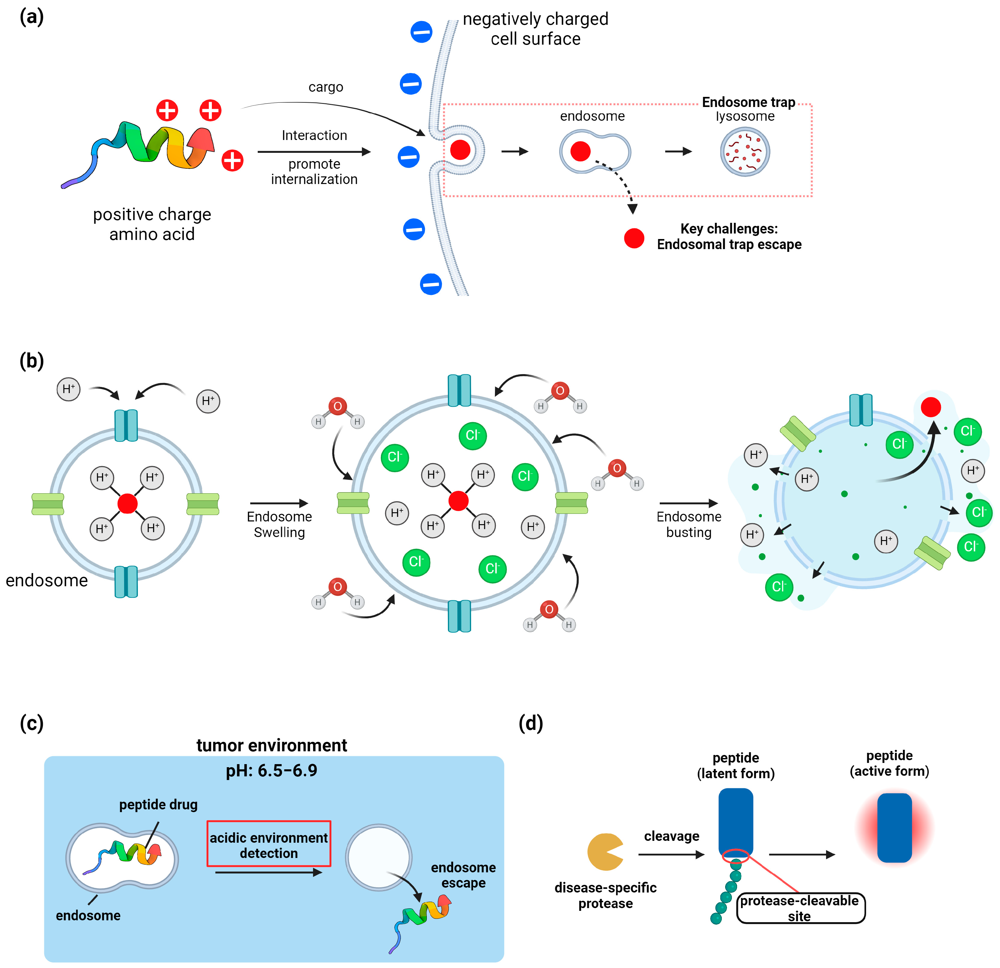 Integrating Computational Design and Experimental Approaches for Next-Generation Biologics